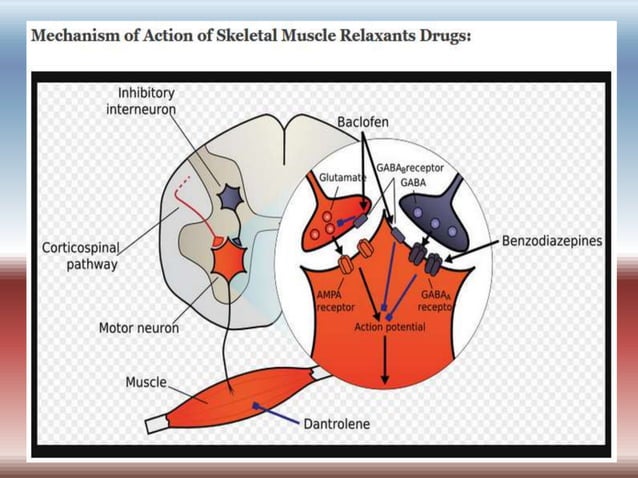 Skeletal muscle relaxants | PPTX