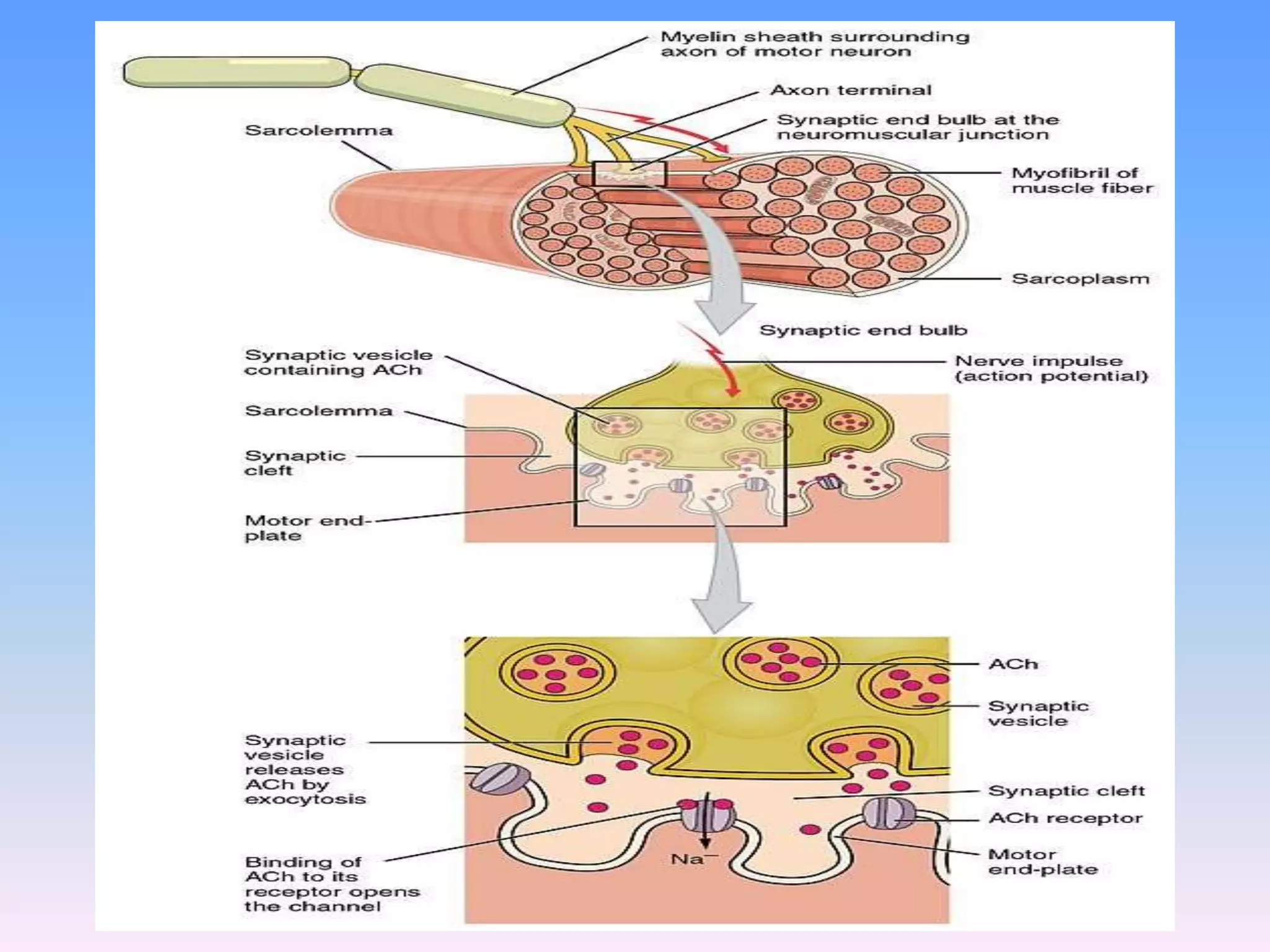 centrally acting muscle relaxants | PPTX