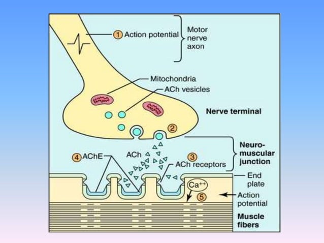 centrally acting muscle relaxants | PPT