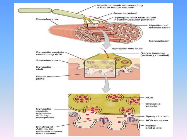 centrally acting muscle relaxants | PPTX | Physical Therapy | Wellness
