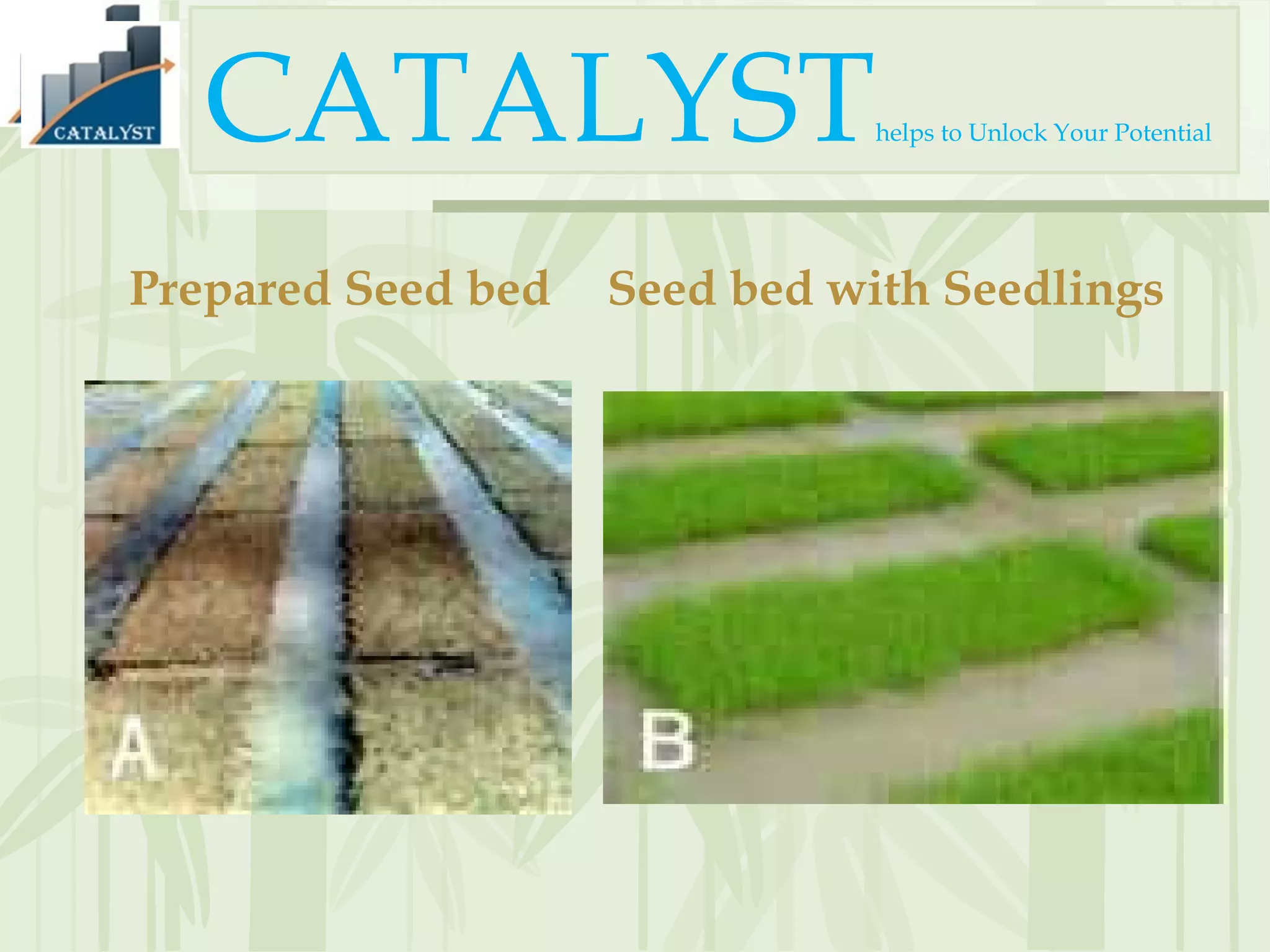Submergence tolerent rice varieties in Bangladesh | PPT | Agriculture ...