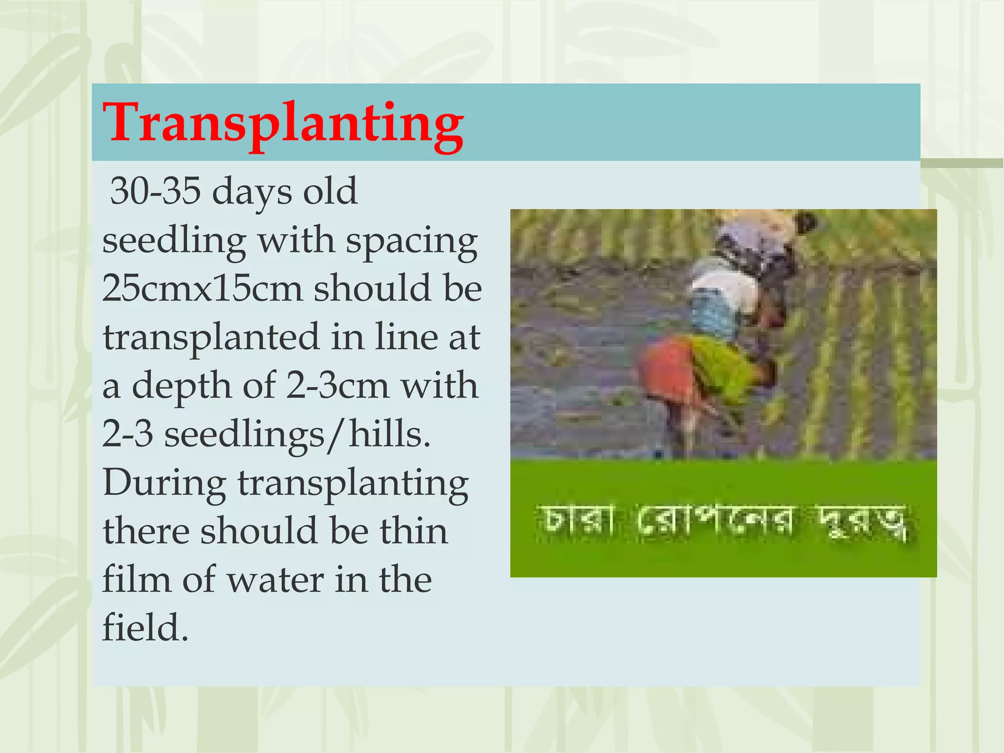 Submergence tolerent rice varieties in Bangladesh | PPT | Agriculture ...