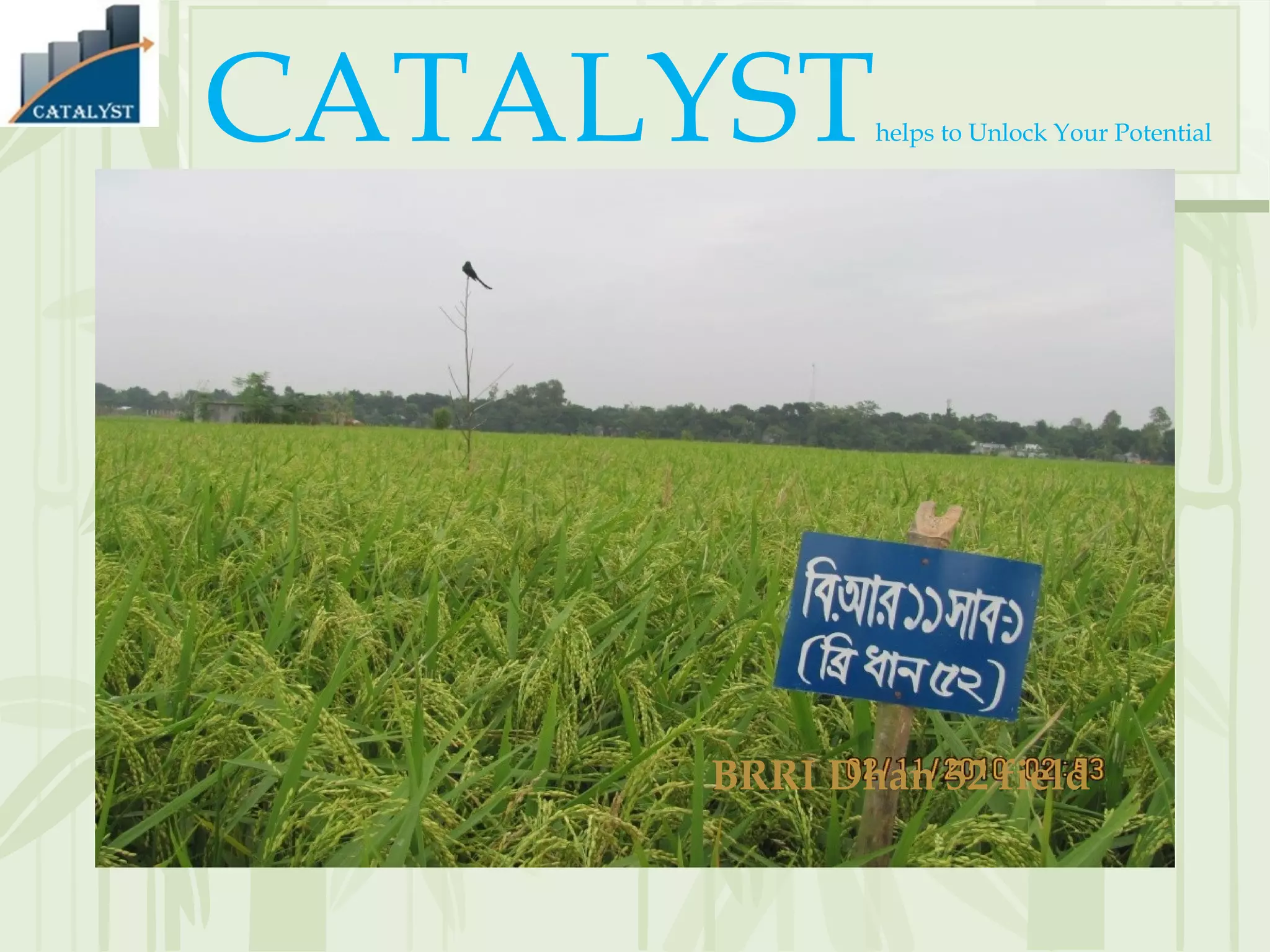 Submergence tolerent rice varieties in Bangladesh | PPT | Agriculture ...