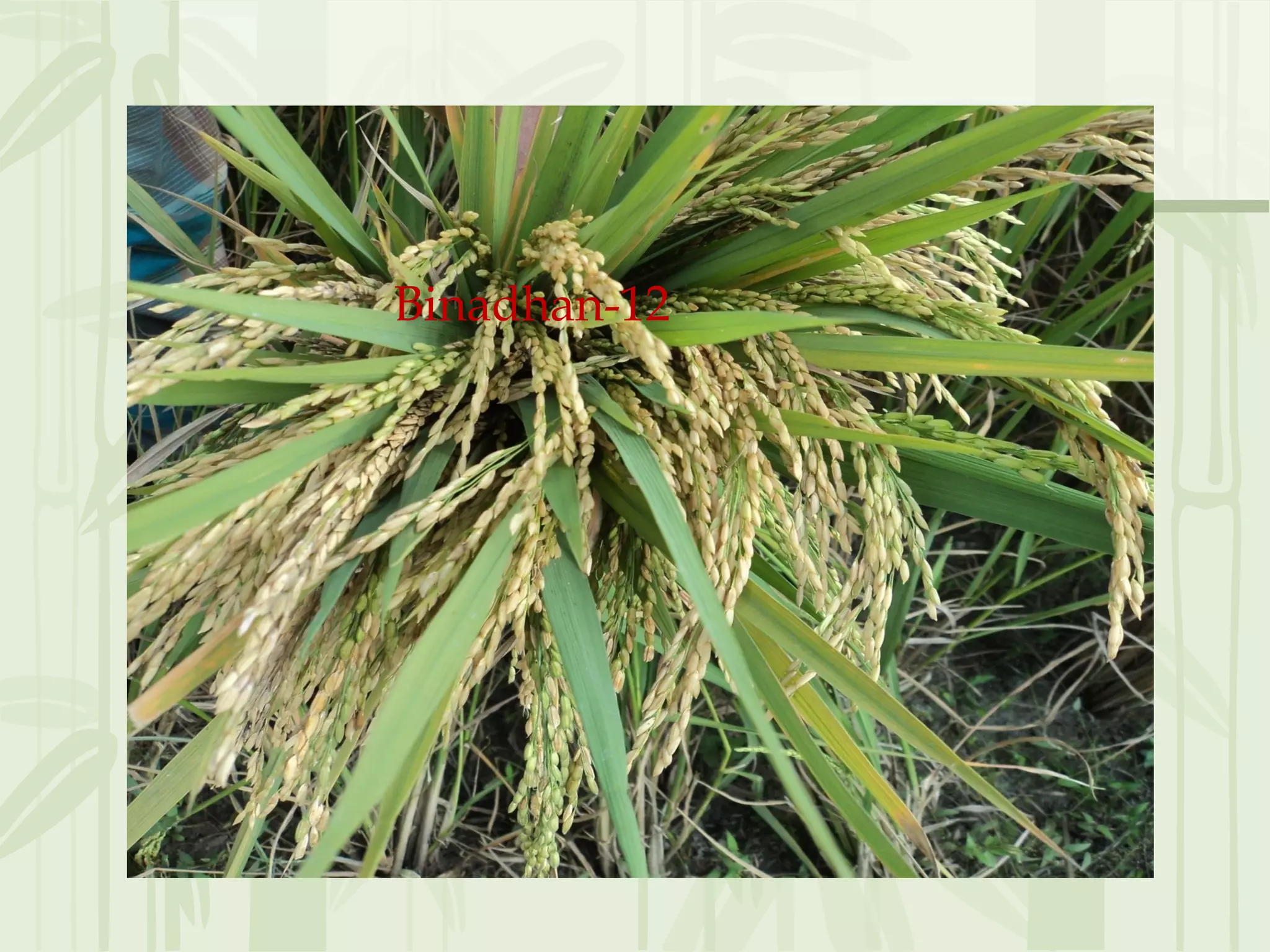 Submergence tolerent rice varieties in Bangladesh | PPT