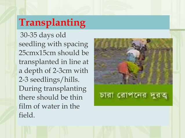 Submergence tolerent rice varieties in Bangladesh | PPT | Agriculture ...