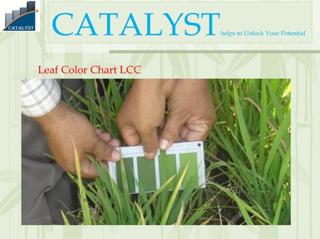 Submergence tolerent rice varieties in Bangladesh | PPT | Agriculture ...