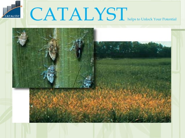 Submergence tolerent rice varieties in Bangladesh | PPT | Agriculture ...