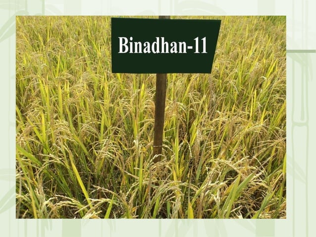 Submergence tolerent rice varieties in Bangladesh | PPT