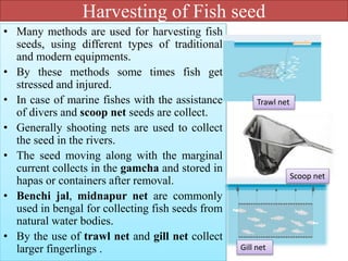 Trasportation of fish seed. | PPTX