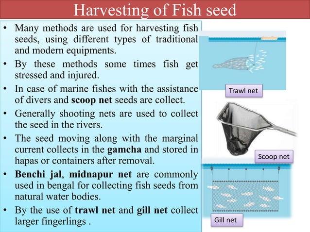Trasportation of fish seed. | PPTX