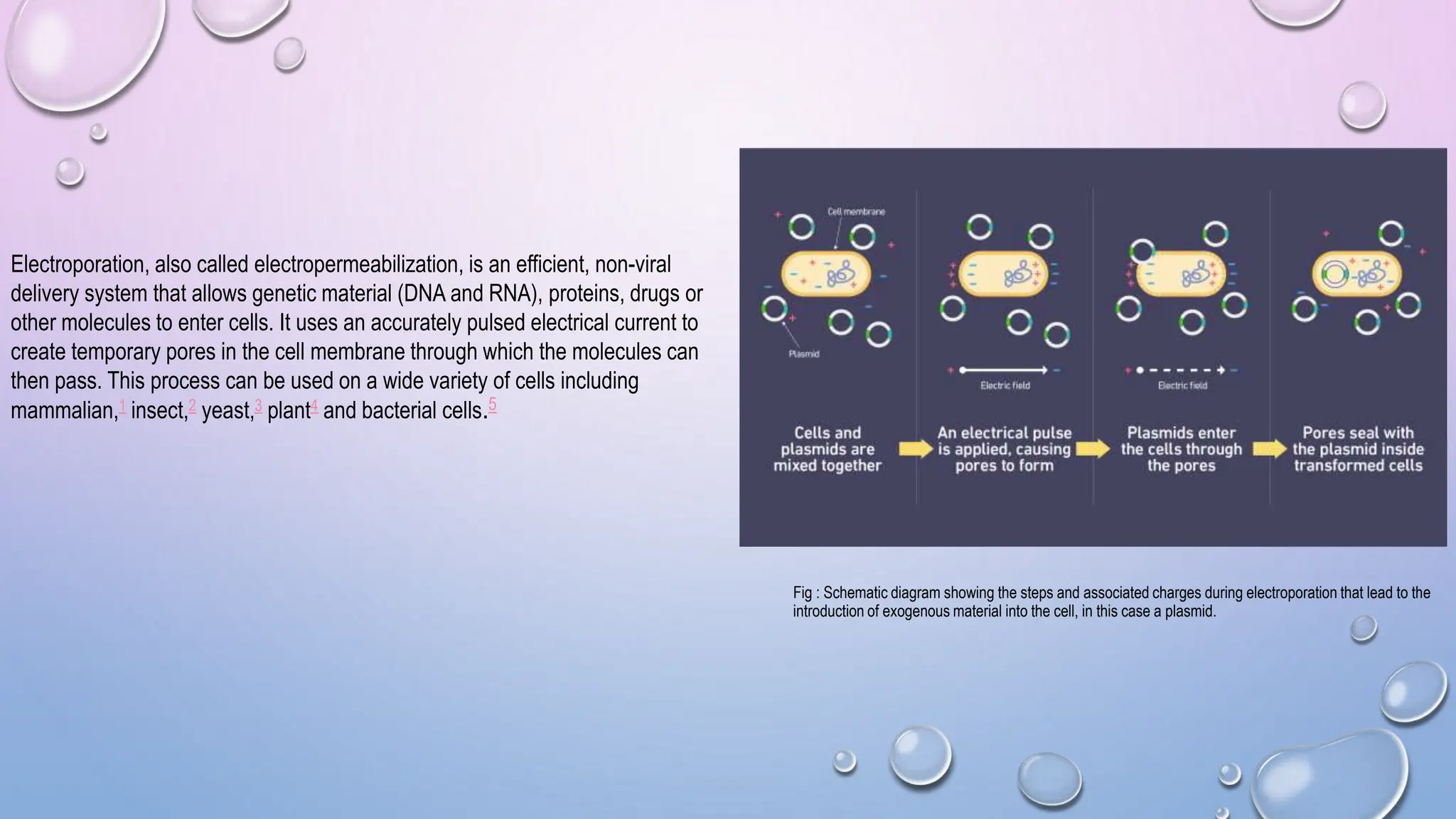 Transfection in animal cells through chemical methods like Calcium ...
