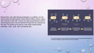 Transfection in animal cells through chemical methods like Calcium ...
