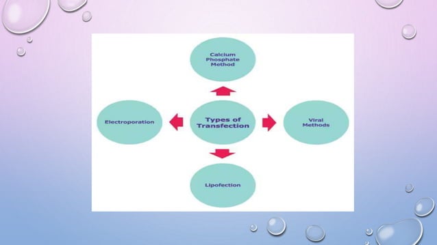 Transfection in animal cells through chemical methods like Calcium ...