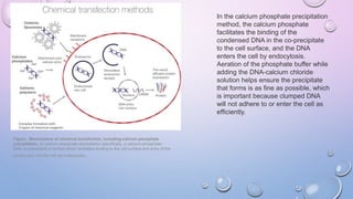 Transfection in animal cells through chemical methods like Calcium ...