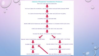 Transfection in animal cells through chemical methods like Calcium ...