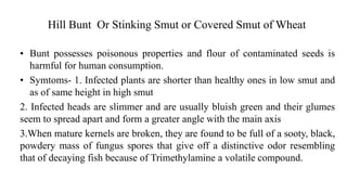 Smut of wheat | PPTX