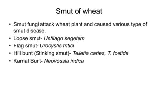 Smut of wheat | PPTX