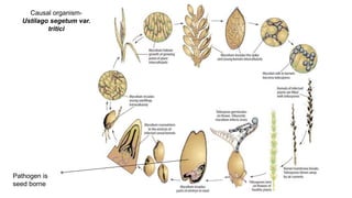 Smut of wheat | PPTX
