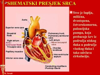 Minutni volumen srca | PPT
