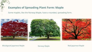 Tree form and plant form landscape analysis.pptx