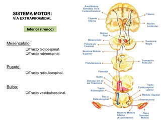 Médula espinal, tronco encefalico y sistema motor | PPTX