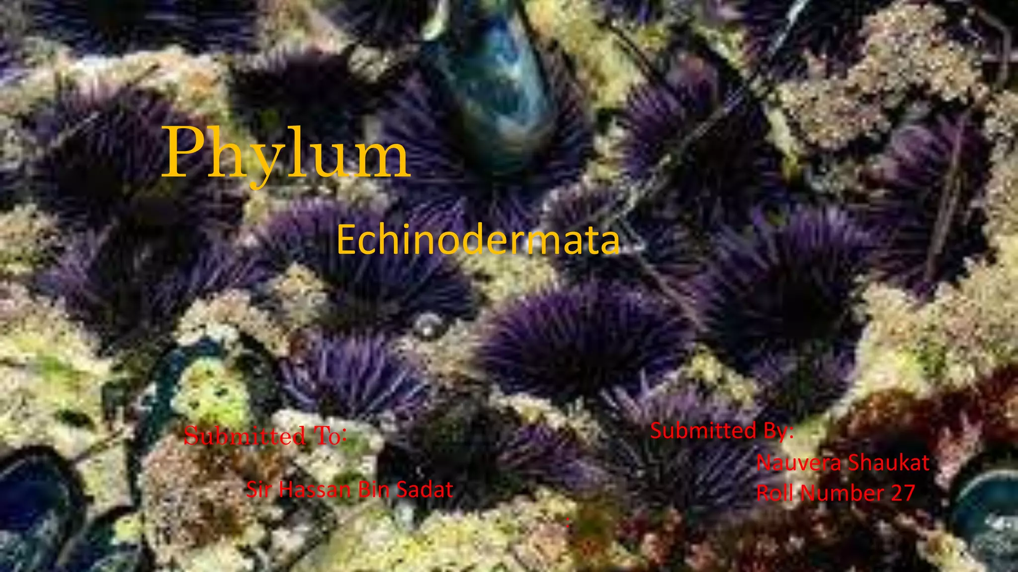 Phylum Echinodermata | PPTX
