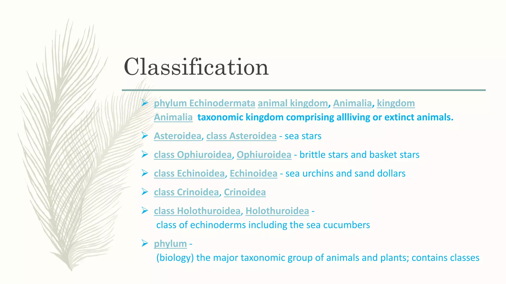 Phylum Echinodermata | PPTX