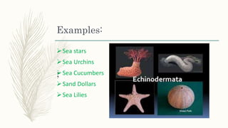 Phylum Echinodermata | PPTX