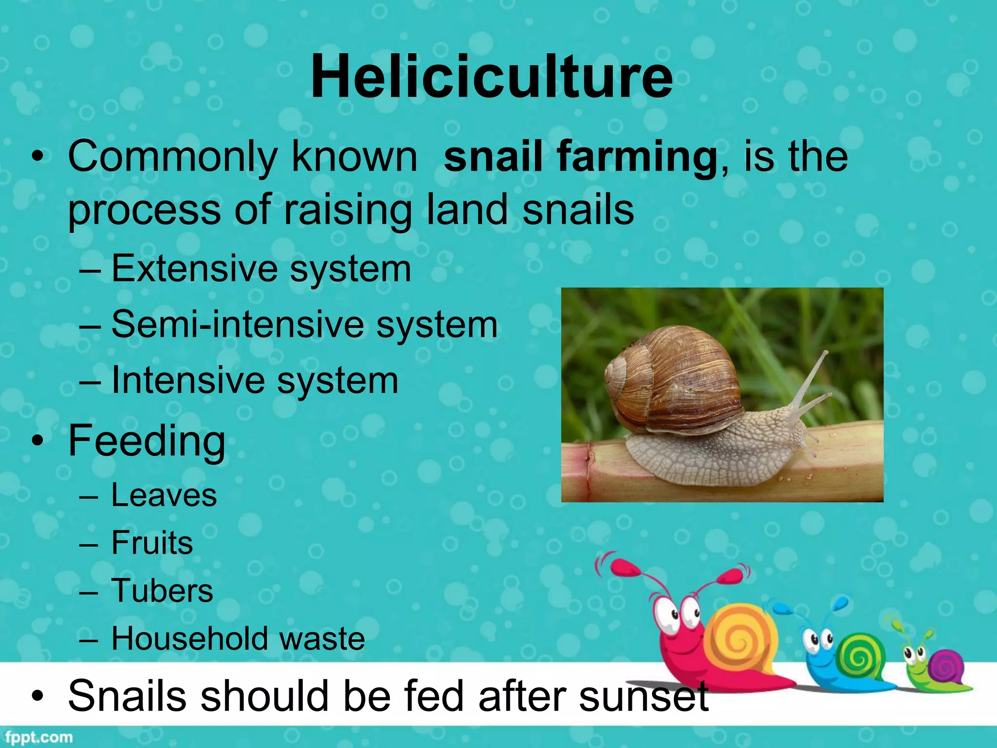 Snail | PDF
