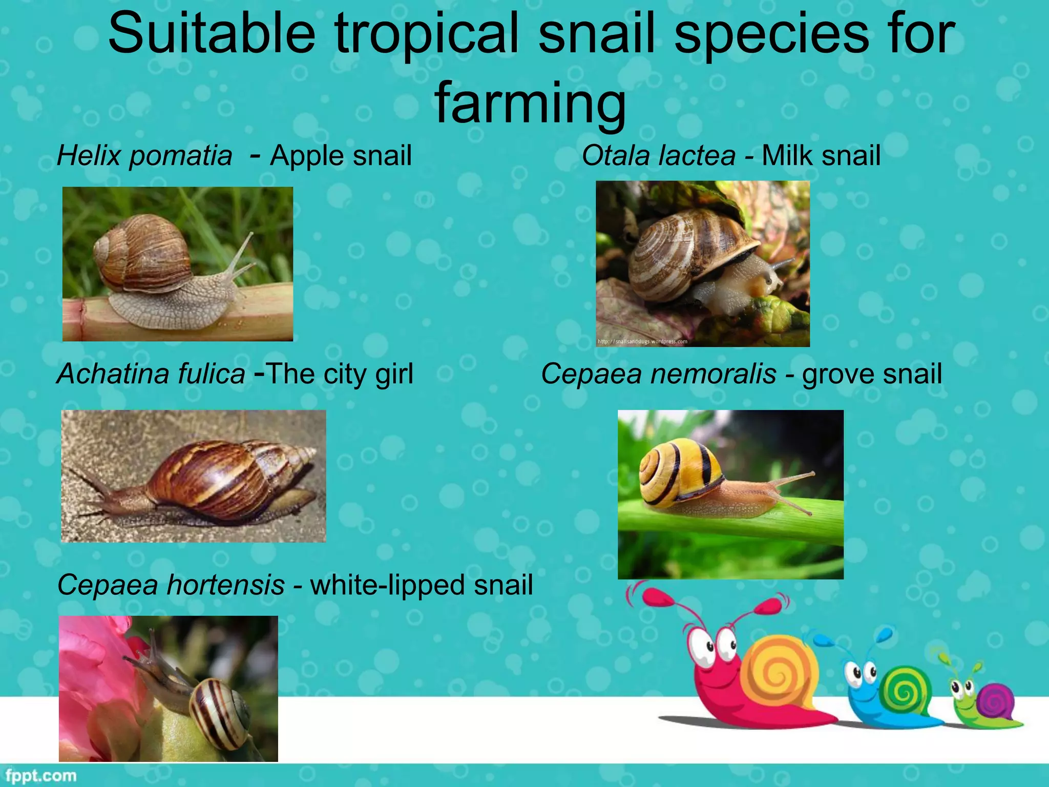 Snail | PDF