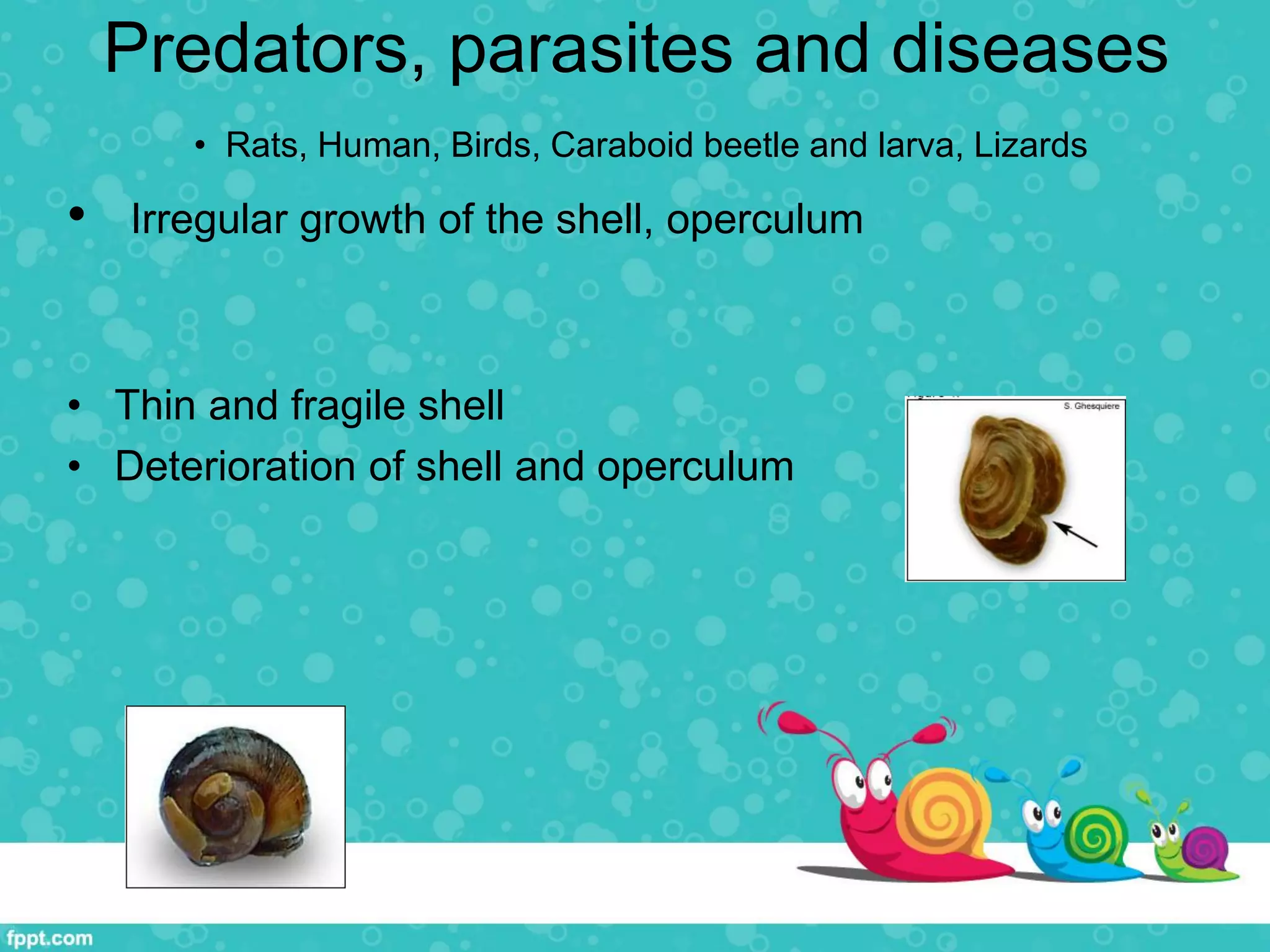 Snail | PDF