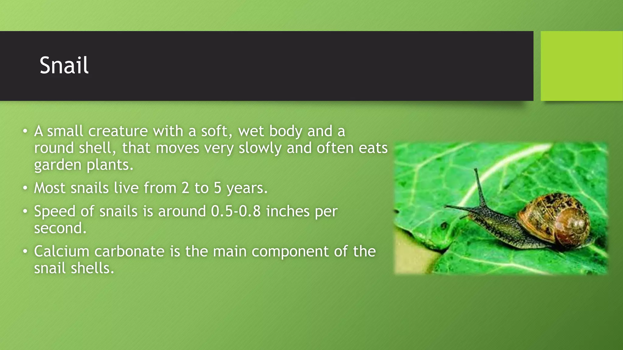 Snail farming heliciculture | PPTX