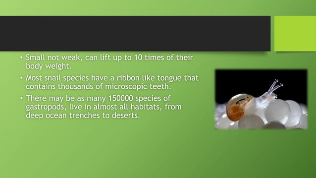 Snail farming heliciculture | PPTX | Agriculture | Industries