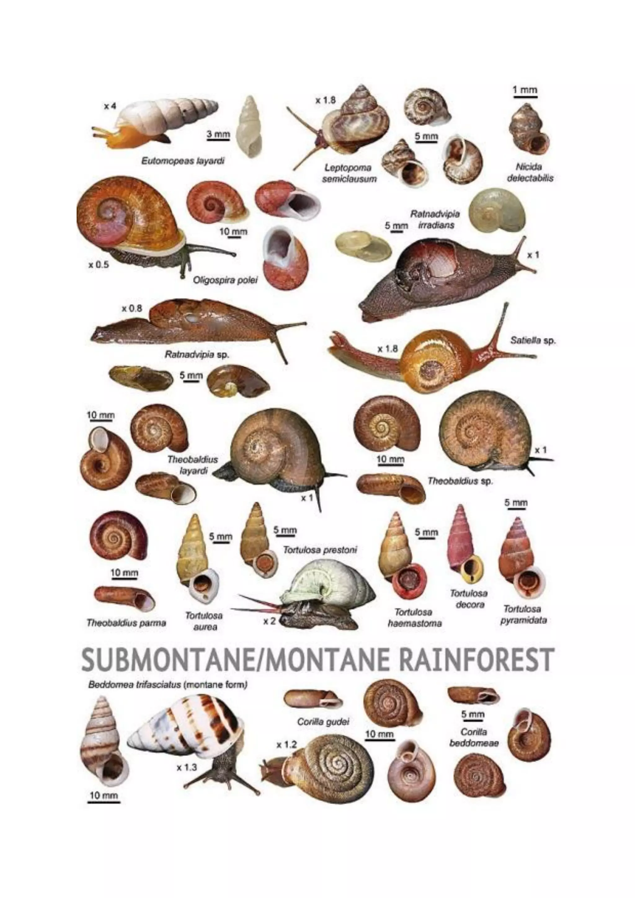 Snail guide - Srilanka | PDF
