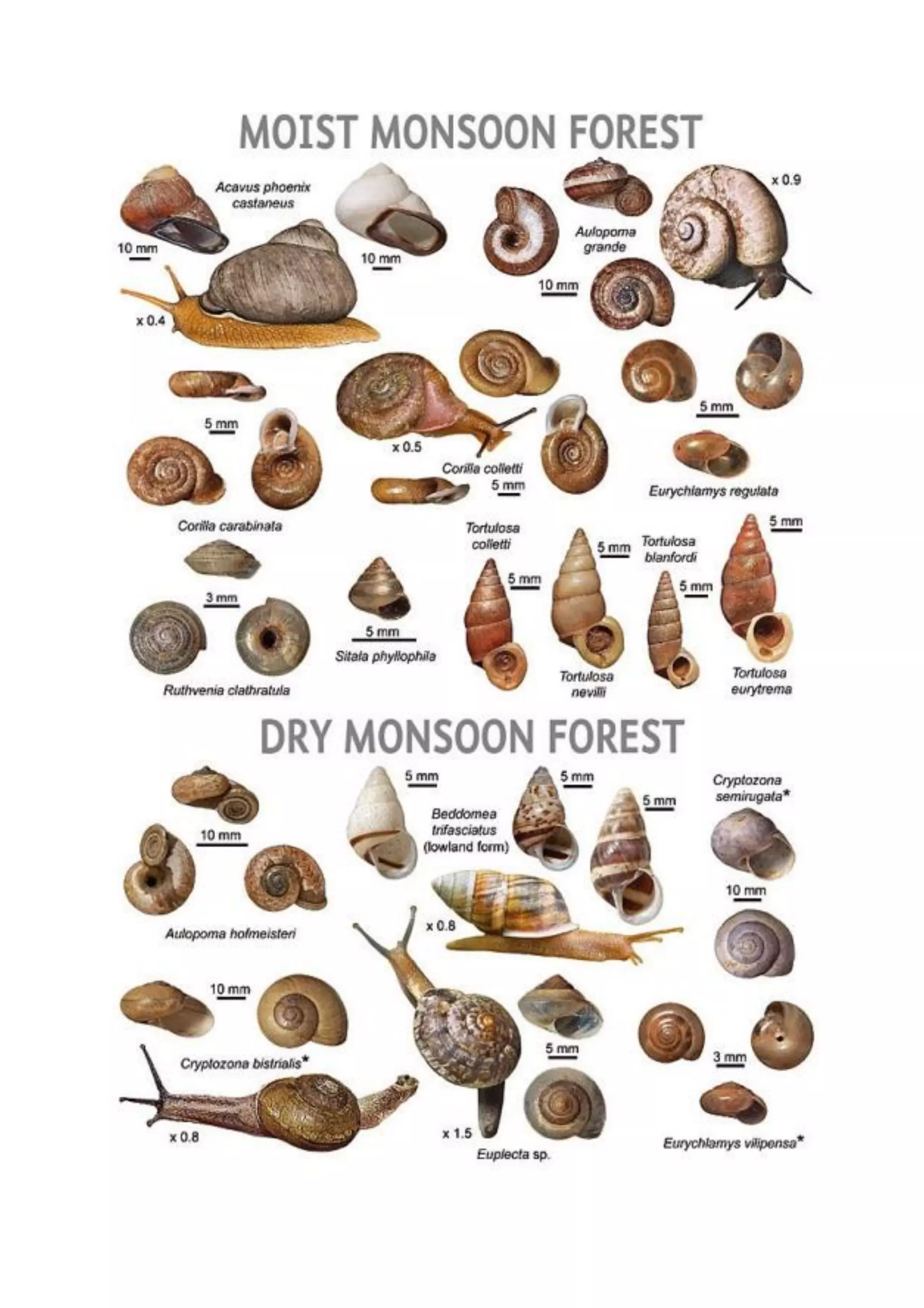 Snail guide - Srilanka | PDF