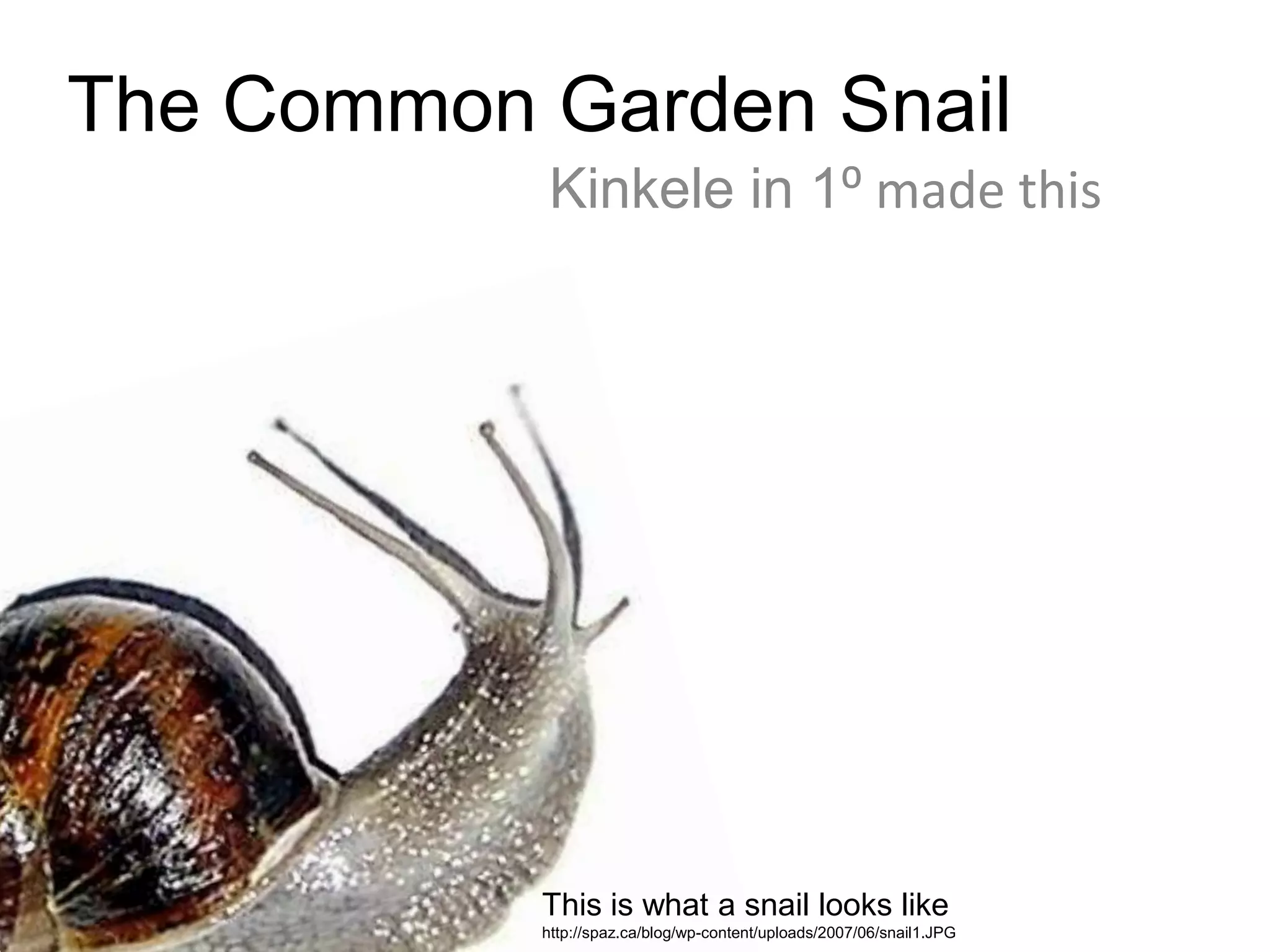Helix pomatia - Kinkele - 1st period | PPTX