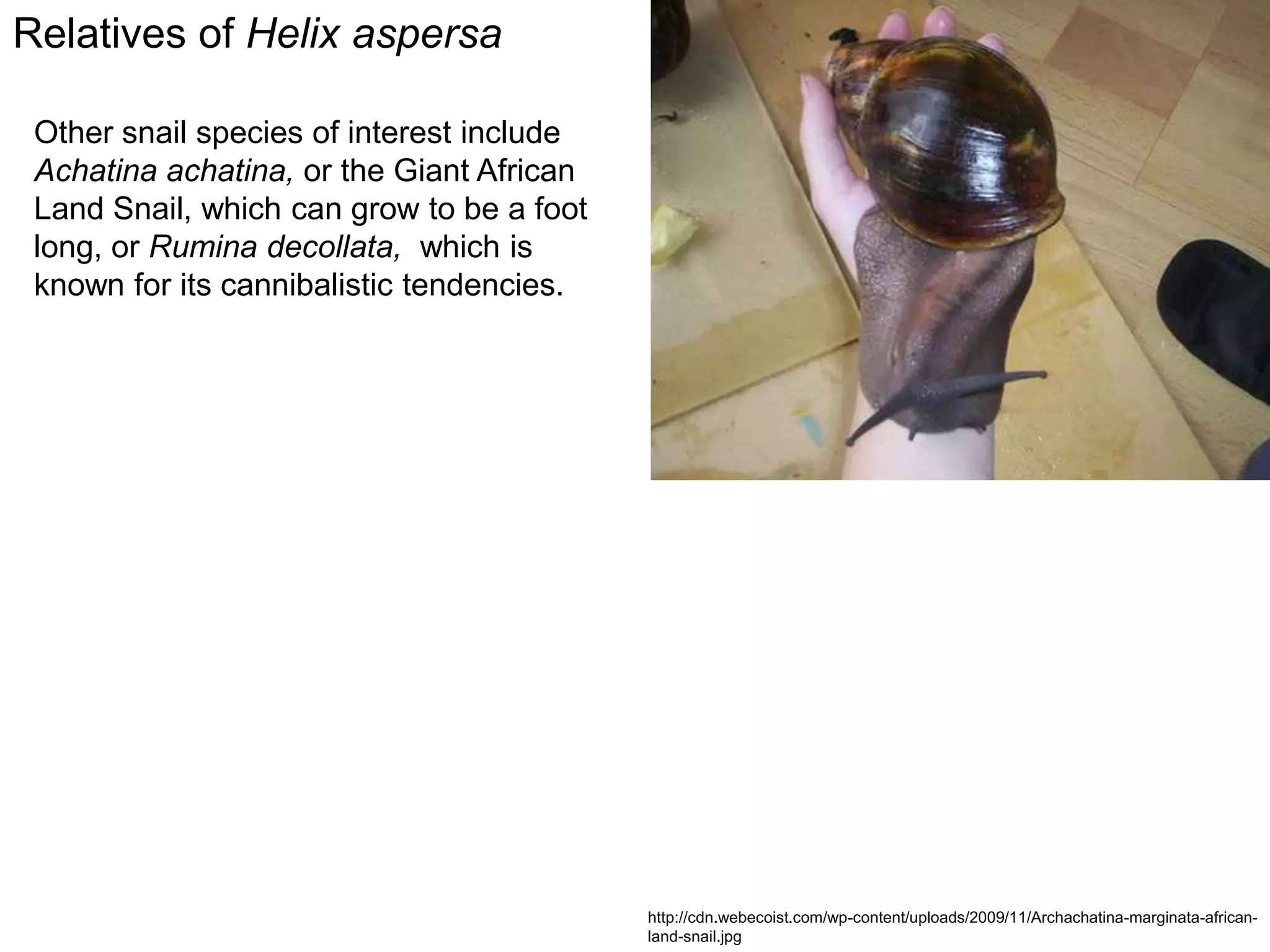 Helix pomatia - Kinkele - 1st period | PPTX