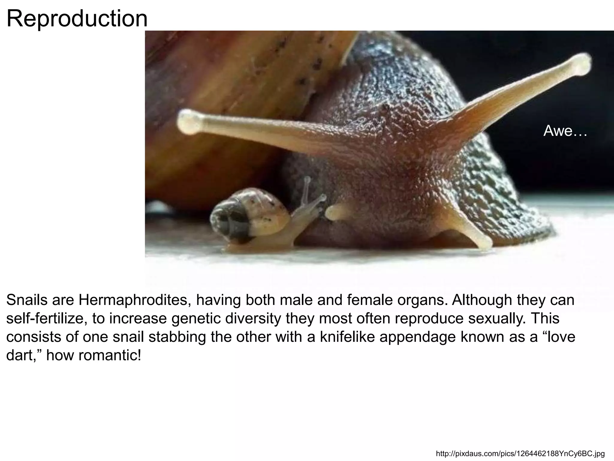Helix pomatia - Kinkele - 1st period | PPTX