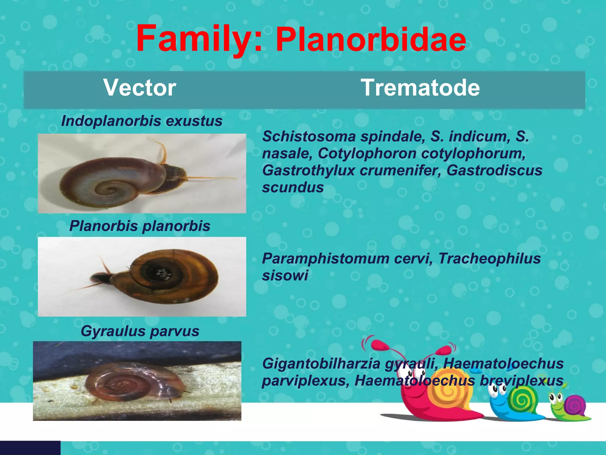 Snail vector of trematode | PPT