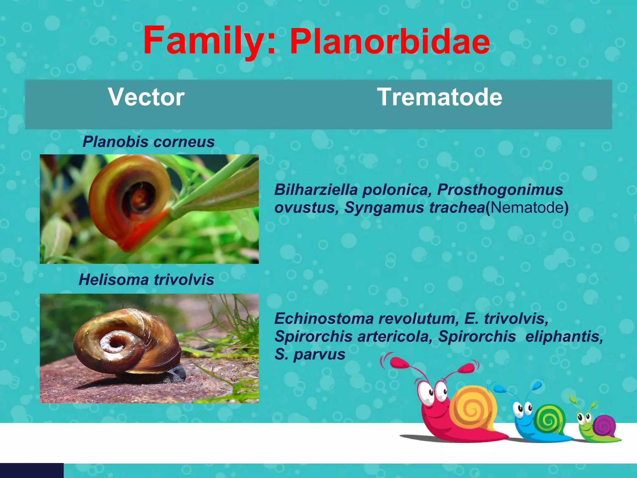 Snail vector of trematode | PPT