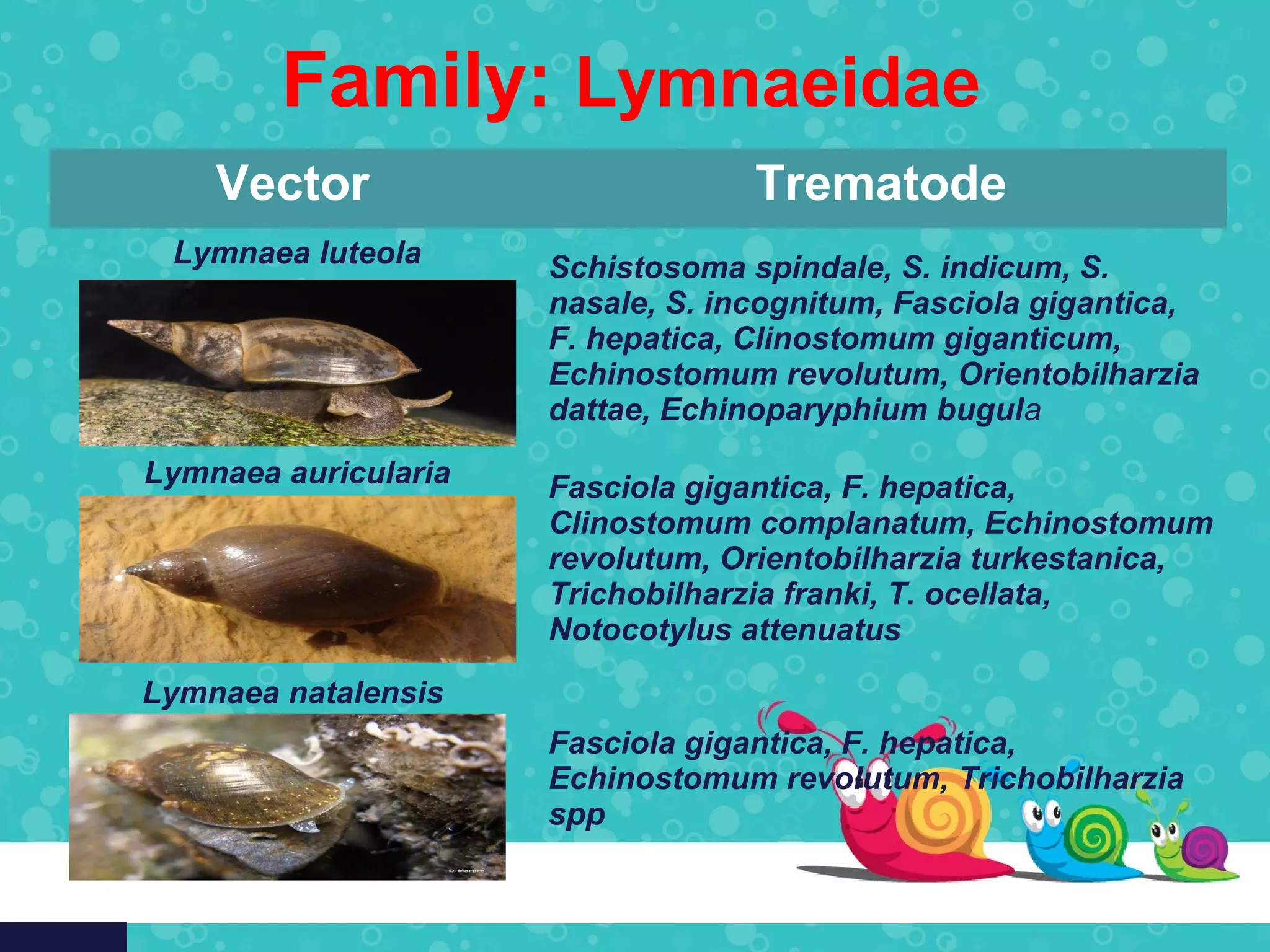 Snail vector of trematode | PPT