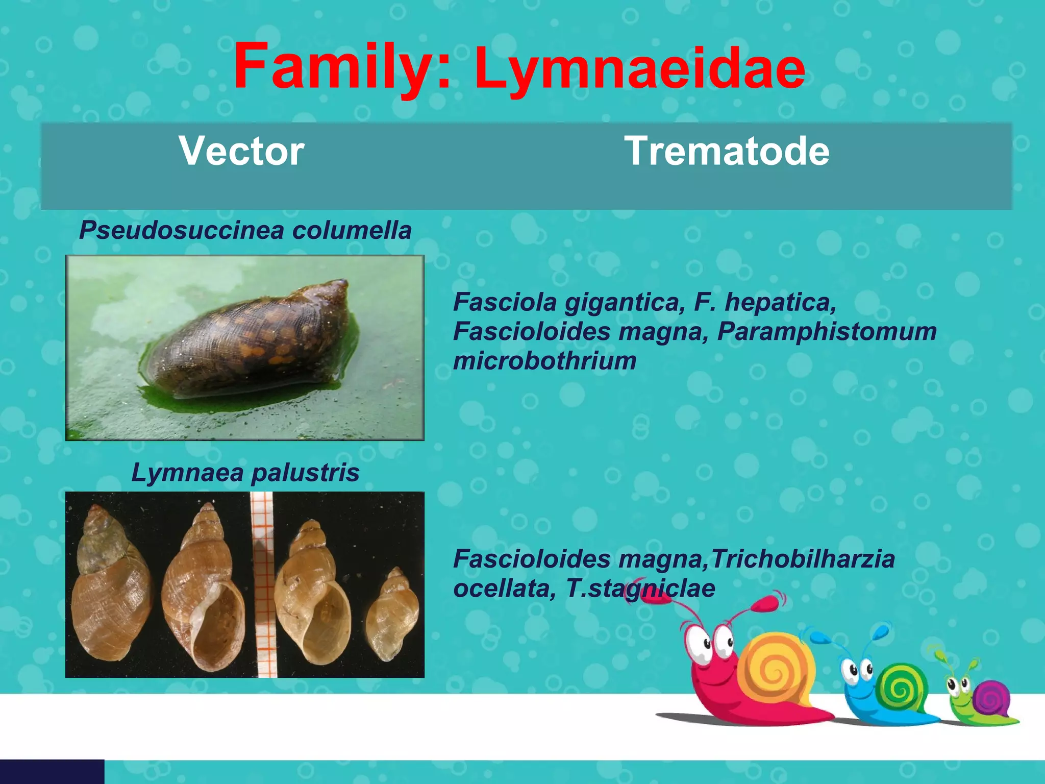 Snail vector of trematode | PPT