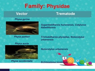 Snail vector of trematode | PPT