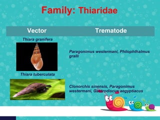 Snail vector of trematode | PPT