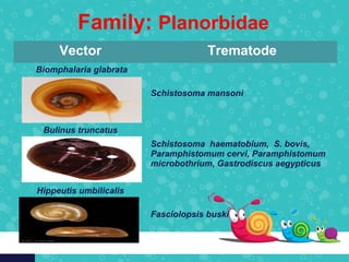 Snail vector of trematode | PPT
