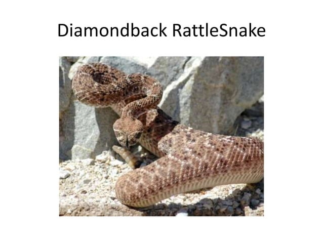 Snake | PPT