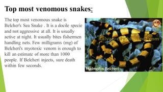 Snake | PDF | Reptiles | Pets
