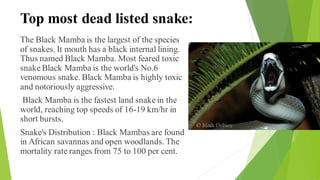 Snake | PDF | Reptiles | Pets
