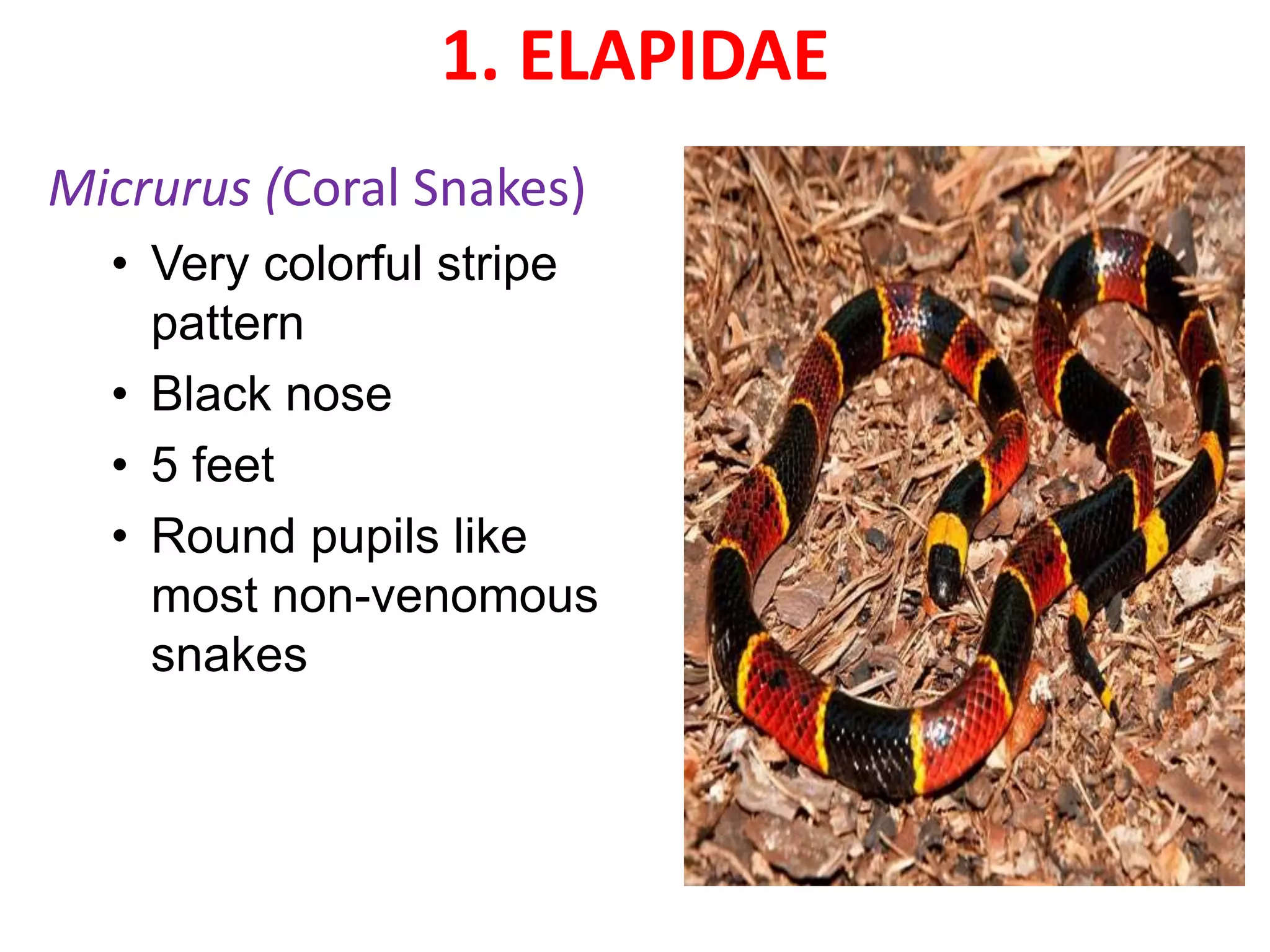 Snake | PPT