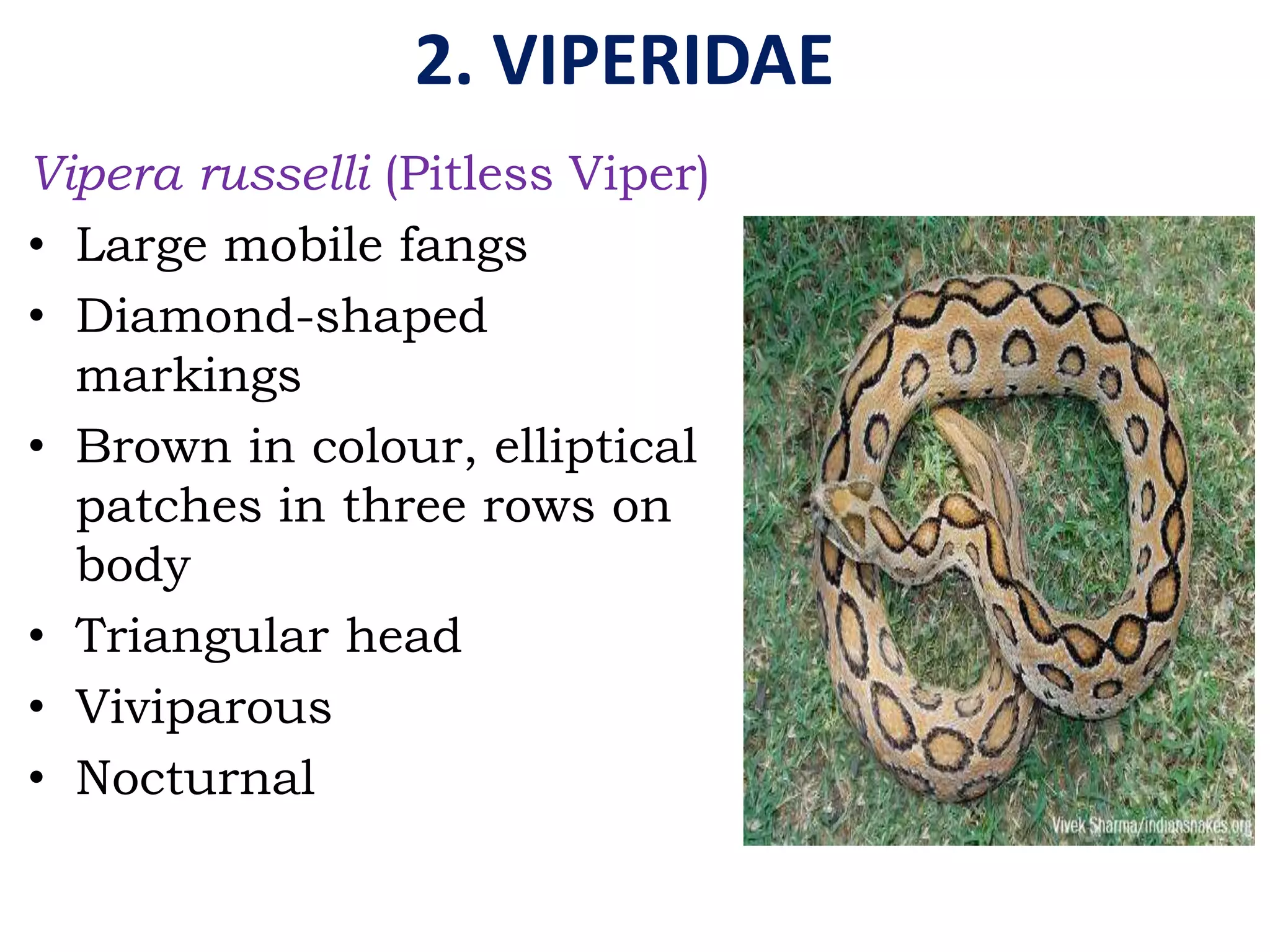 Snake | PPT